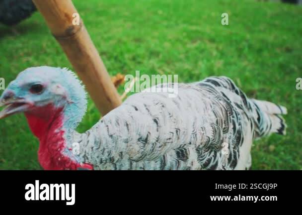 Wattle grass Stock Videos & Footage - HD and 4K Video Clips - Alamy