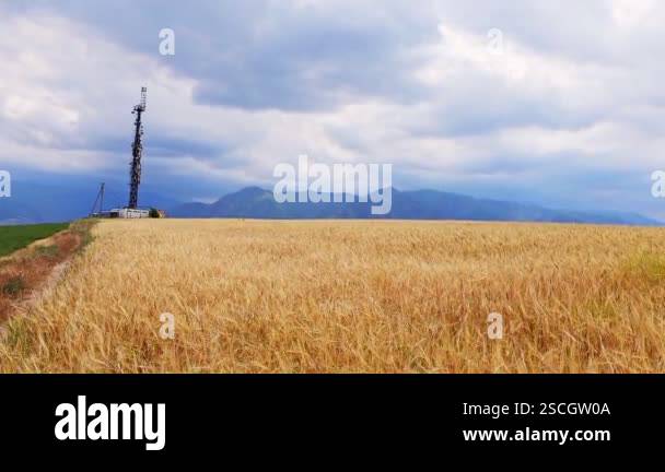 remote telecom tower at ripe barley field at cloudy autumn day Stock ...