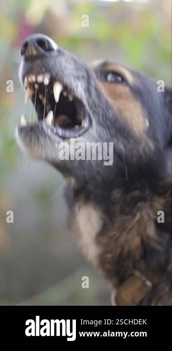 A viciously snarling dog displaying its sharp teeth, embodying a highly ...