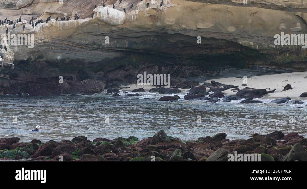 Long distance swimmer La Jolla Cove beach California 4K Stock Video ...