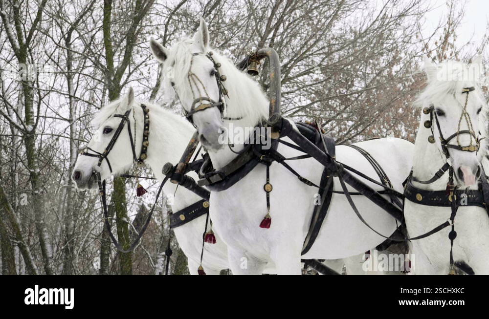 Troika. Russian carriage drawn by a team of three white horses. Slow ...