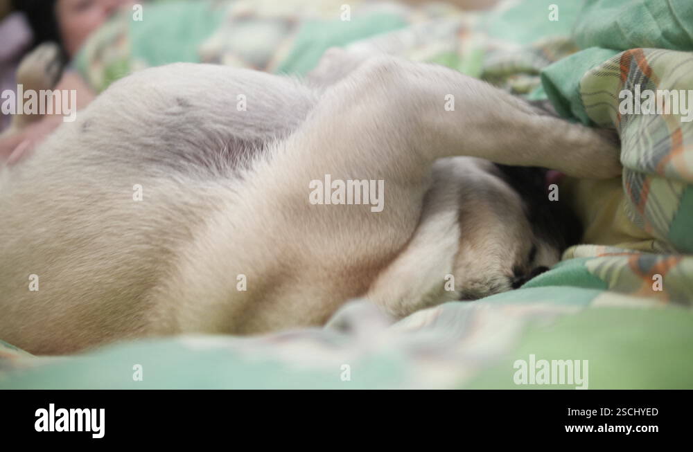 Pug dog on the bed lying upside down, fooling around. Owner petting ...