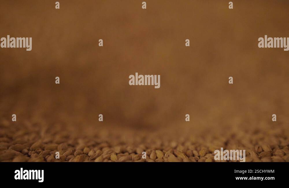 Cereal grains during brewing process making beer France Stock Video ...