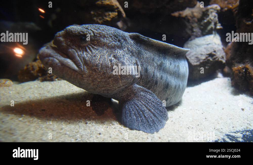 Sideway view of a wolf eel, devil fish, atlantic wolffish in an ...