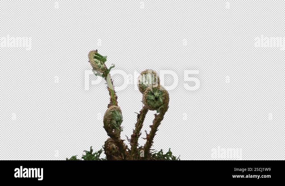 Fern unrolling new fronds, 2K with ALPHA channel Stock Video Footage ...