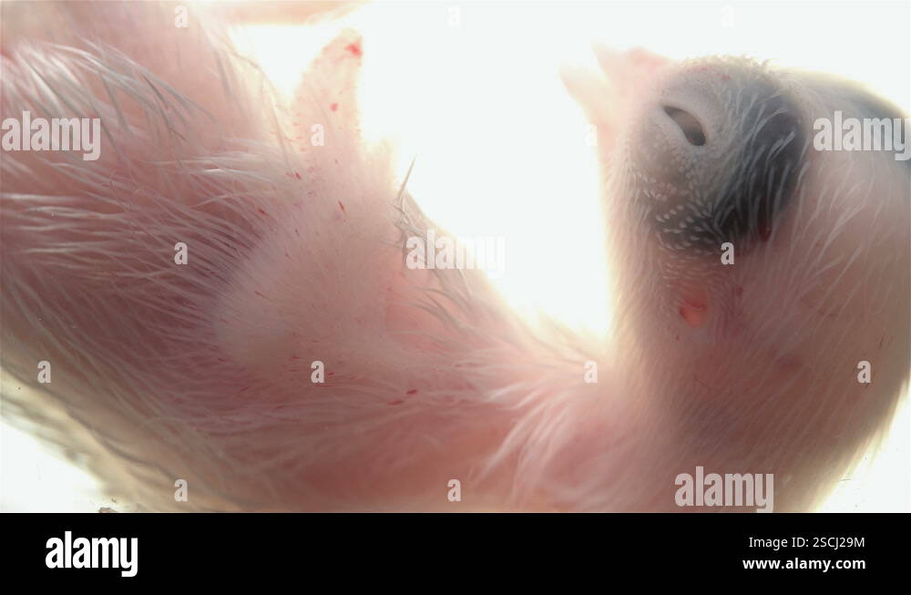 formed quail embryo in the flask Stock Video Footage - Alamy