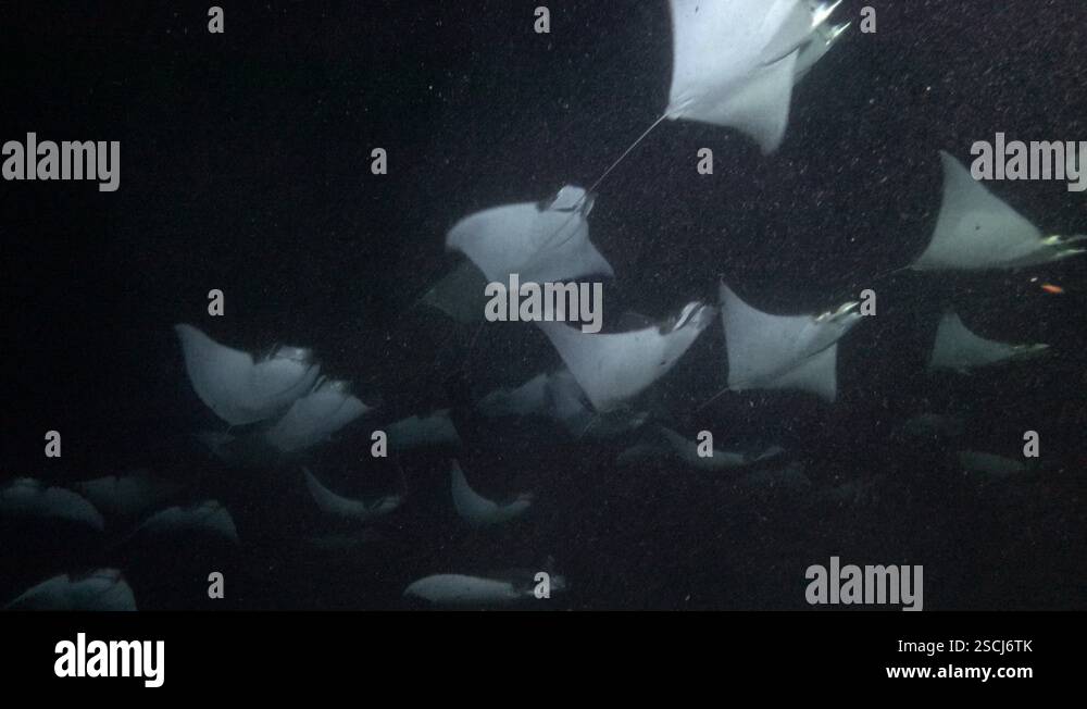 Exciting night diving with flocks of sea rays mobula Stock Video ...