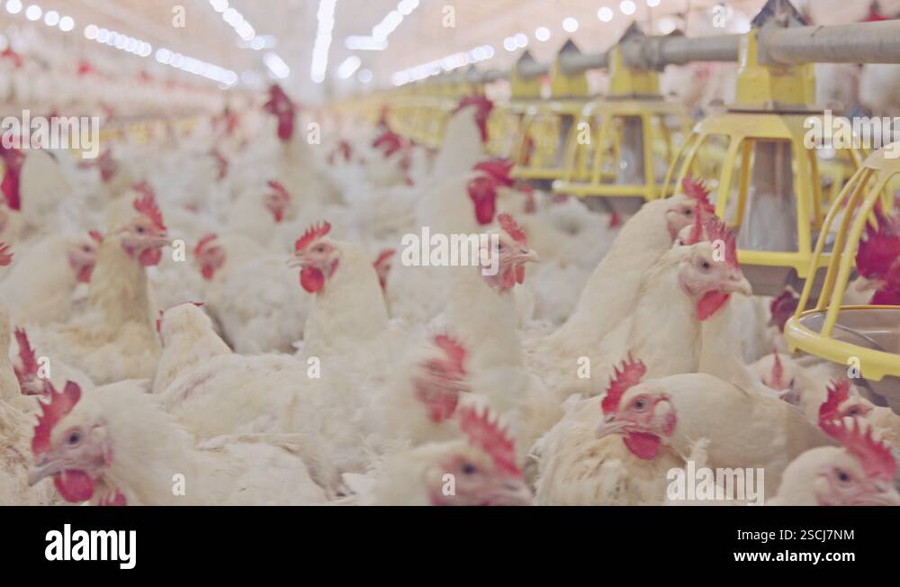 Large chicken farm with thousends of hens and roosters Stock Video ...