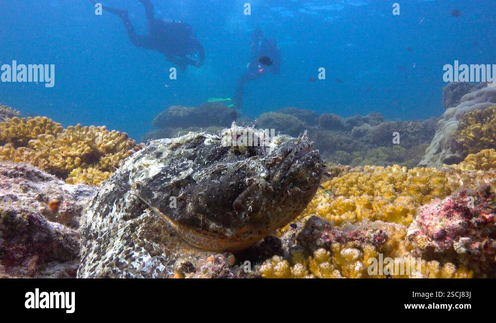 Stone fish. Fascinating underwater diving in the sea of Cortez Stock ...