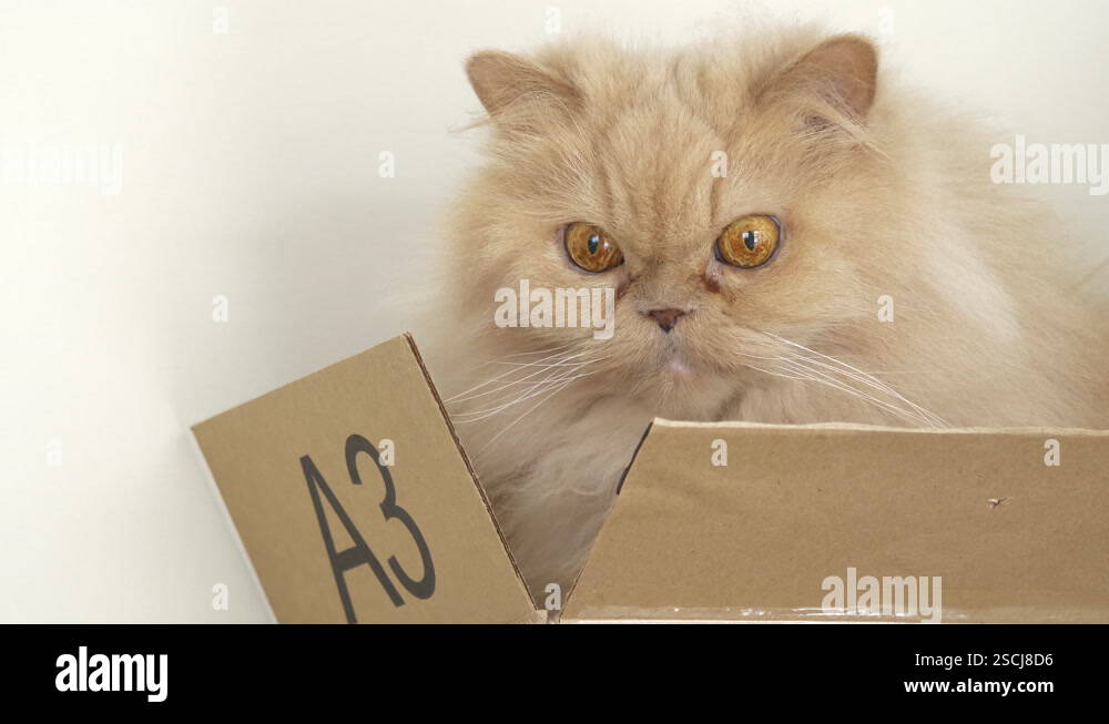 Motion of persian cat playing with people inside box with 4k resolution ...