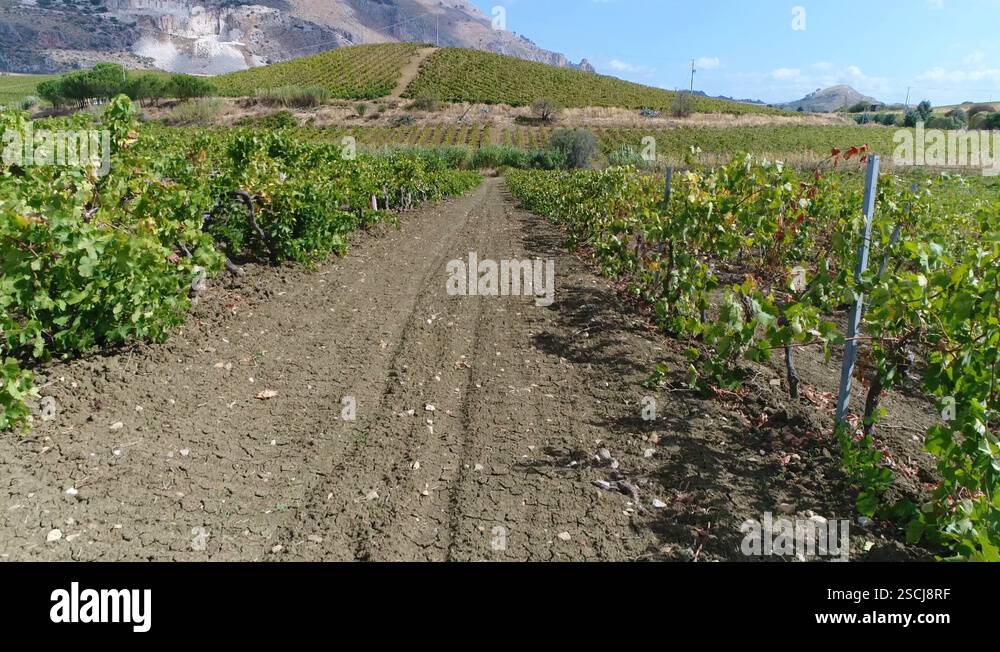 Low altitude aerial flight through vineyard a plantation of grape ...