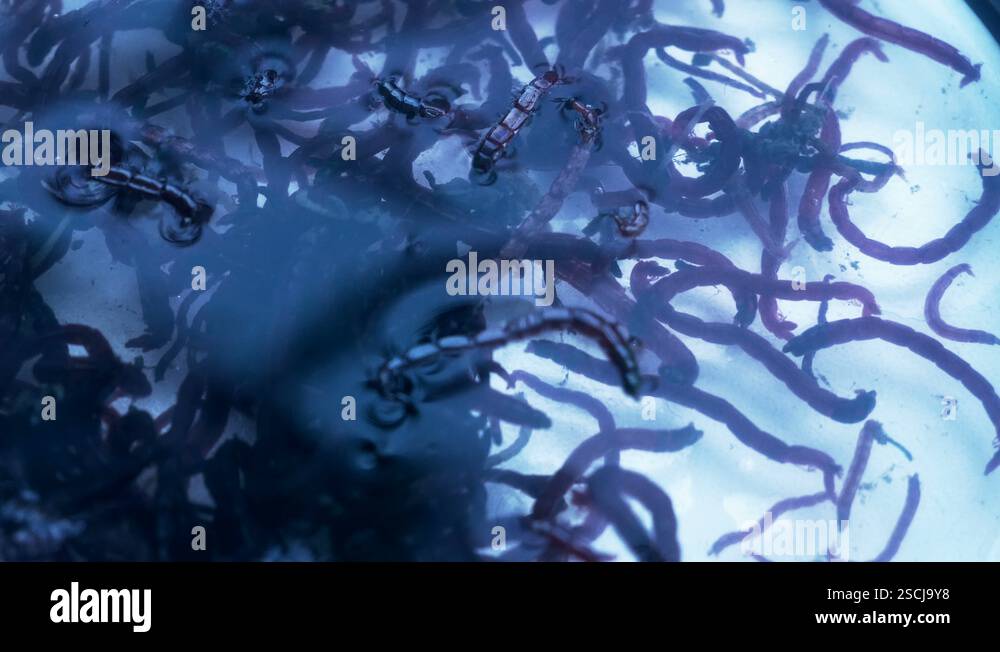 genetic engineering laboratory. Mosquito larvae. Blood worm Stock Video ...