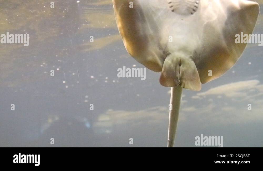Bottom of a Race Fish Facing the Glass At an Aquarium Stock Video ...