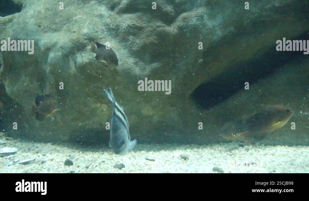 Fishes swimming at the bottom of an Aquarium Stock Video Footage - Alamy