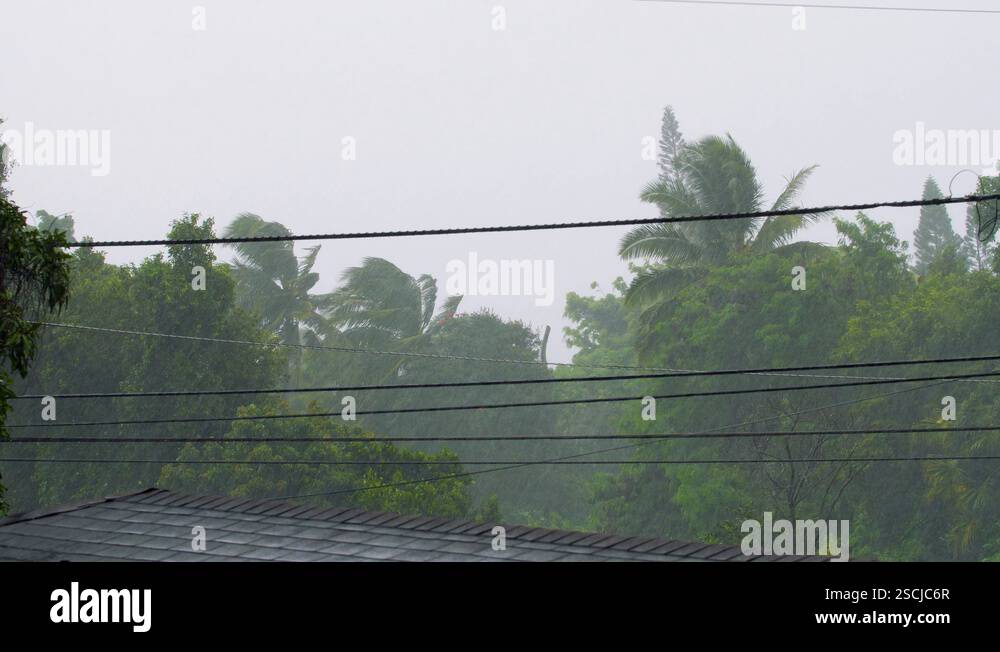 Hurricane Winds and Rain Coconut Tree Wide, 4K Stock Video Footage - Alamy