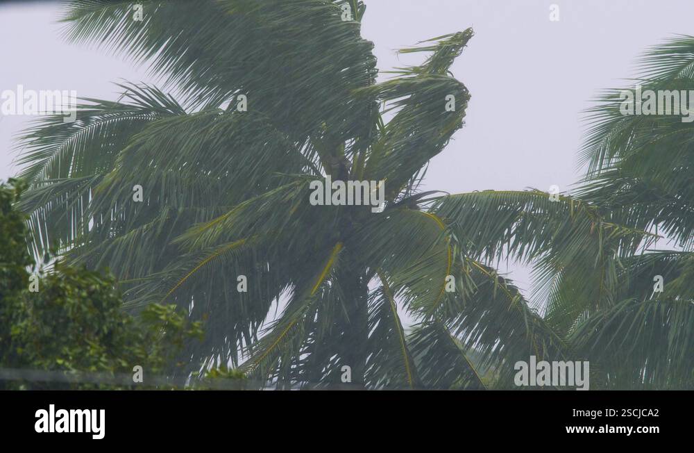Hurricane Winds and Rain Coconut Tree Close Up, 4K Stock Video Footage ...