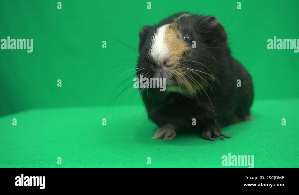 guinea pig looking on green screen Stock Video Footage - Alamy