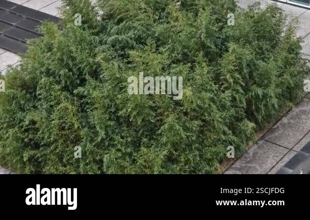 flowerbed with bamboos in an outdoor atrium mulched by gray gravel ...