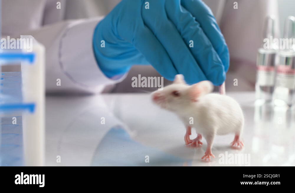 Medical Research Scientist Holds Laboratory Mouse. She Works in a ...