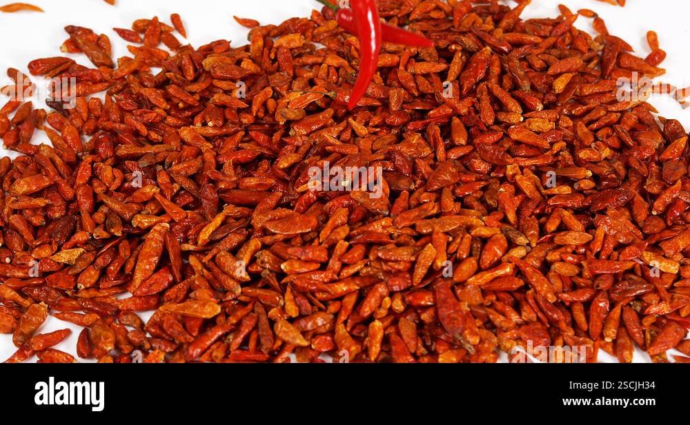 Fresh Red Chili Peppers, capsicum annuum and Bird Pepper, capsicum ...