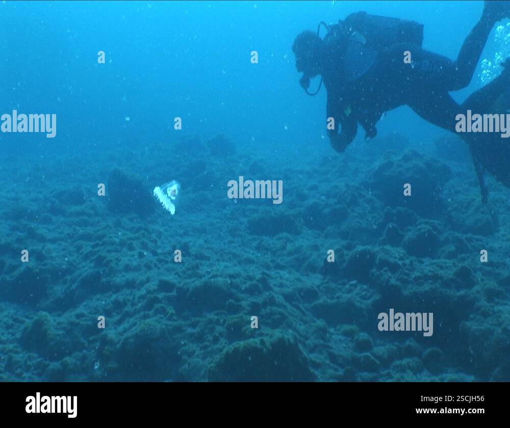 Turritopsis nutricula Turritopsis dohrnii Oceania O. armata immortal ...