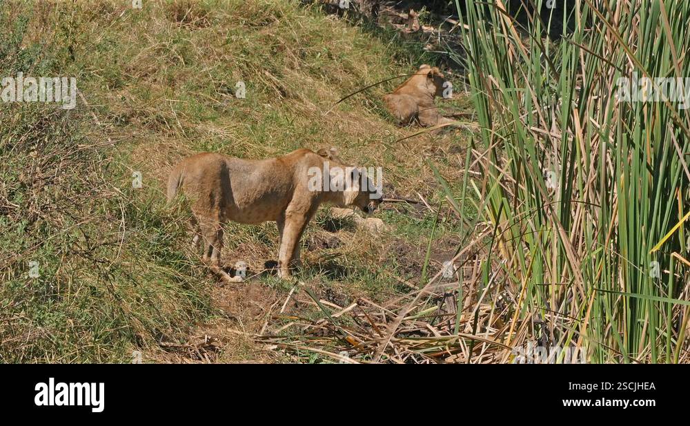 African Lion, panthera leo, Group in Savannah, Nairobi Park in Kenya ...
