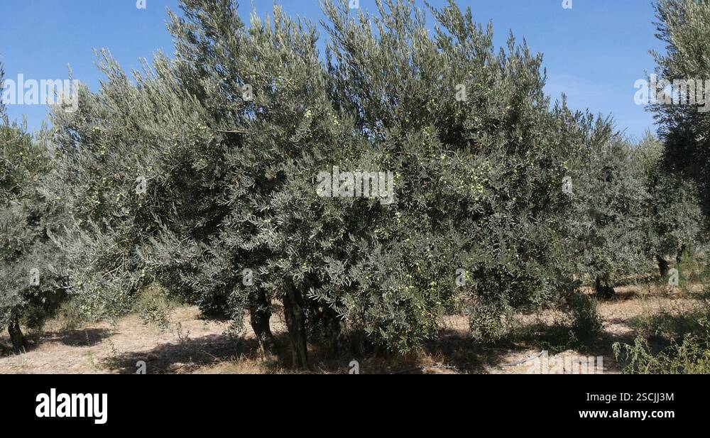 Wind in the Olive's Tree near Maussane Les Alpilles in the South East ...