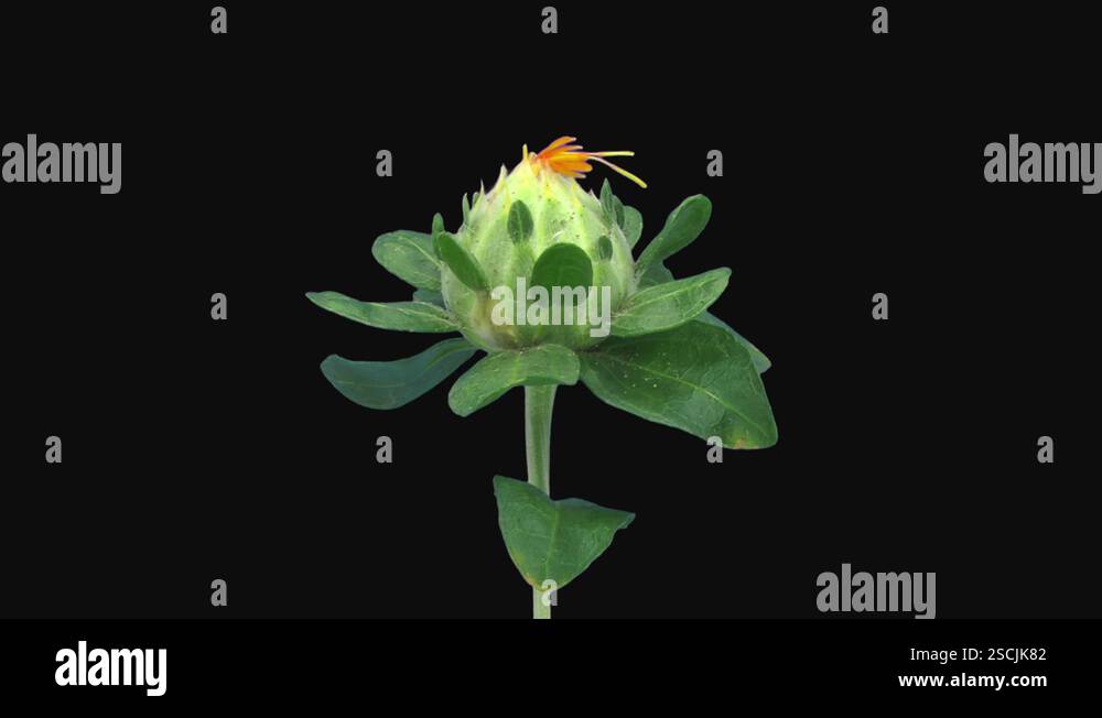 Time-lapse of growing and opening Zanzibar flower in RGB + ALPHA matte ...