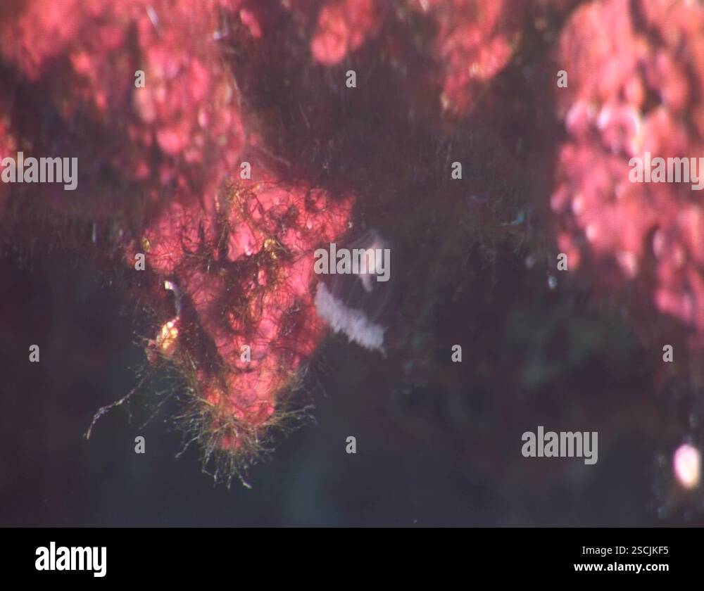 Turritopsis nutricula Turritopsis dohrnii Oceania O. armata immortal ...
