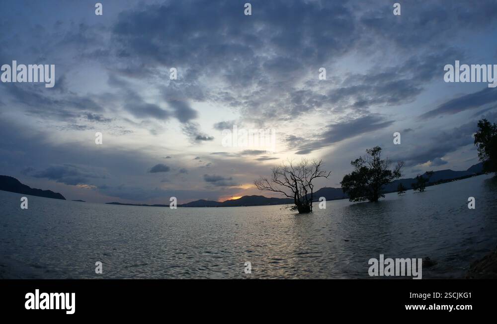 moving sea wave and dry mangrove tree forest in water with cloudy ...