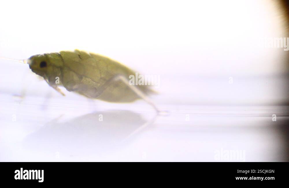 Microscopy: Green Aphid under the microscope (Myzus Persicae Stock ...