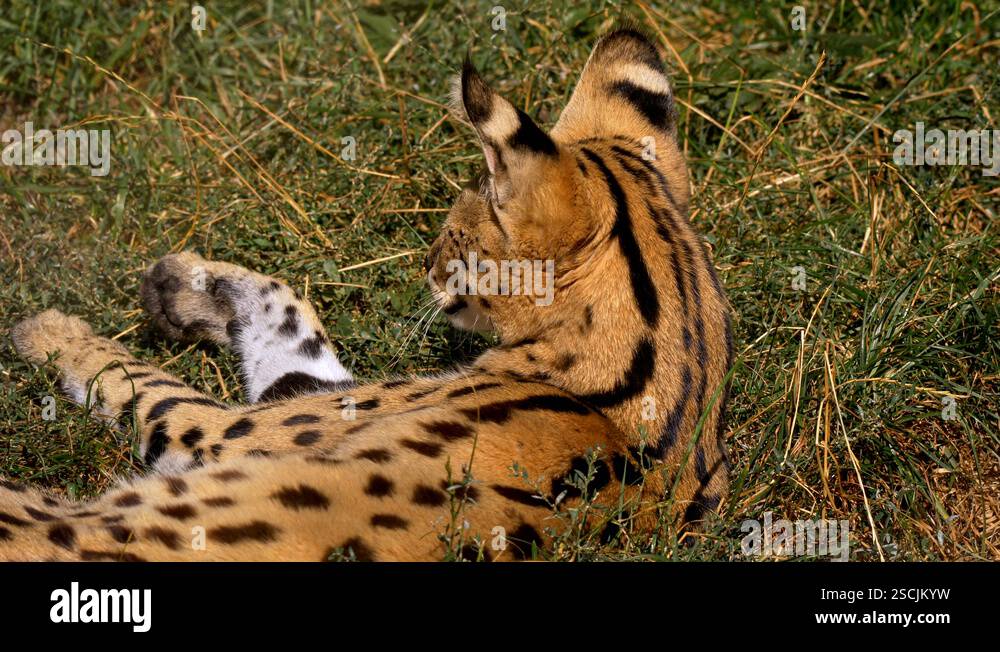 Serval (Leptailurus serval) licking its fur grooming hygiene Stock ...