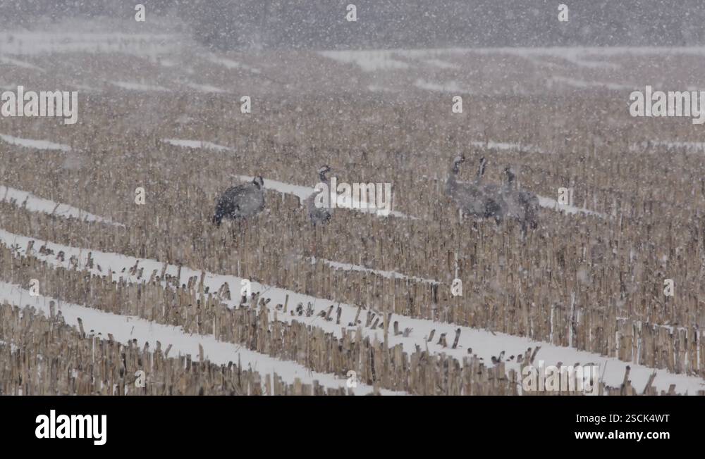 common cranes in snow Stock Video Footage - Alamy