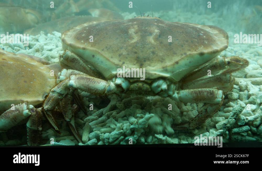 Close up of a large live king crab moving its little arms up and down ...