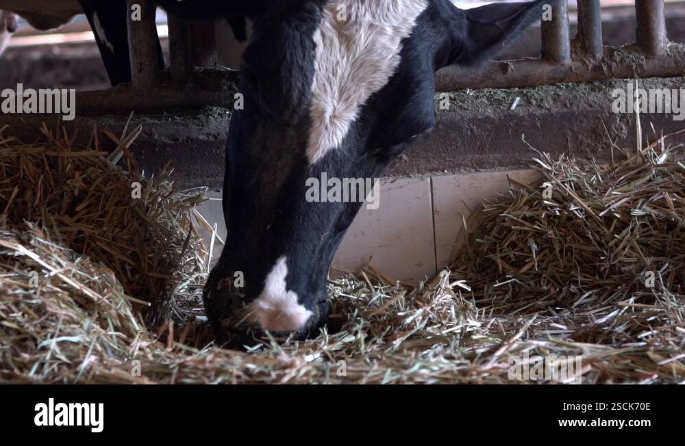 Slow Motion domestic animals eating hay in barn. Cattle cows grazing on ...