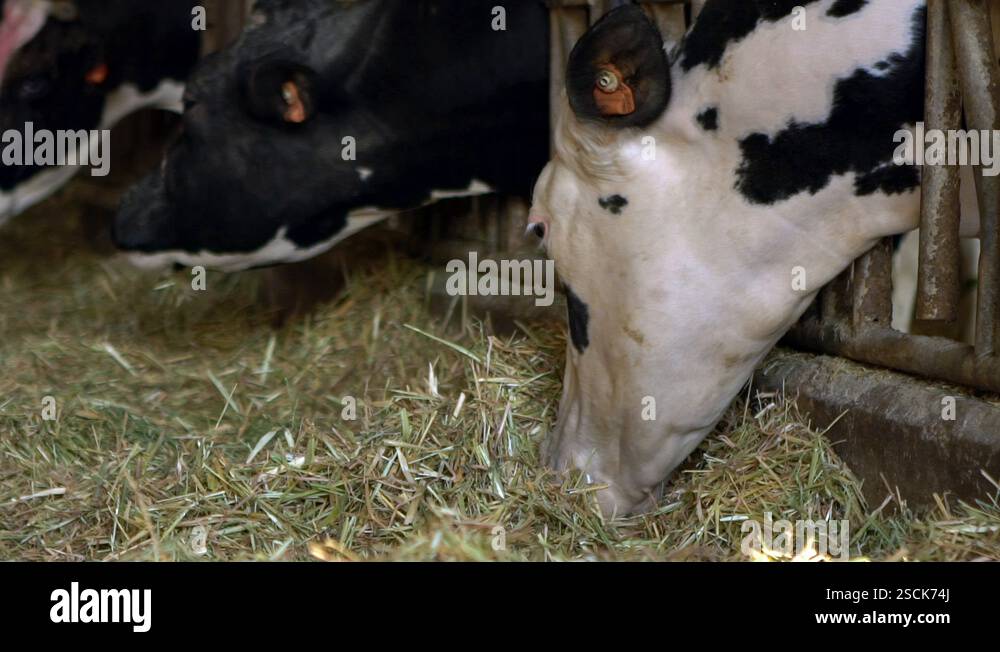 Slow Motion cow in barn of farm. Holstein cows feeding. Agriculture ...
