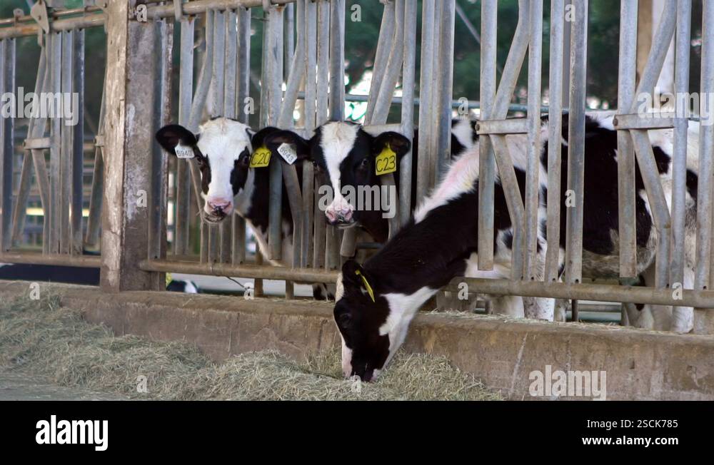 Slow Motion milk cow on modern farm. Cattle cows in the barn of a dairy ...