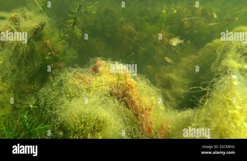 Fish in freshwater pool underwater Stock Video Footage - Alamy