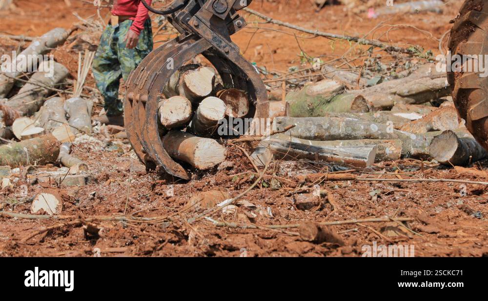 Heavy machinery equipment works on logging site. Tractor with ...