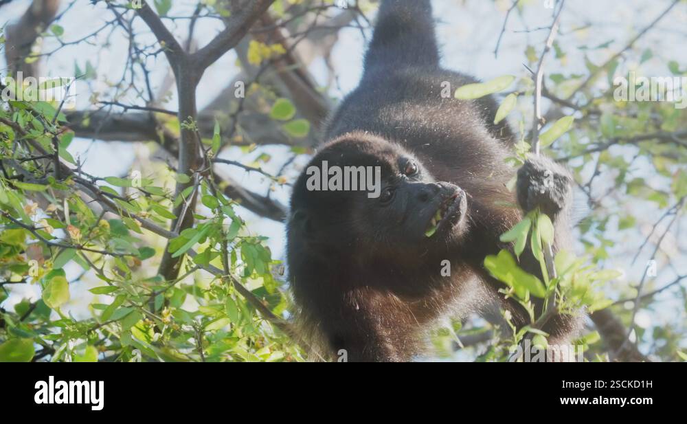 4K Wild Howler Monkeys Foraging Leaves in a Costa Rica Rainforest Stock ...