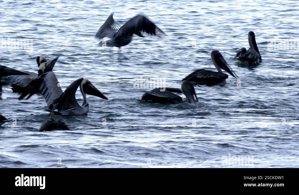 4K Incredible wildlife footage of Pelicans feeding off a beach in Costa ...