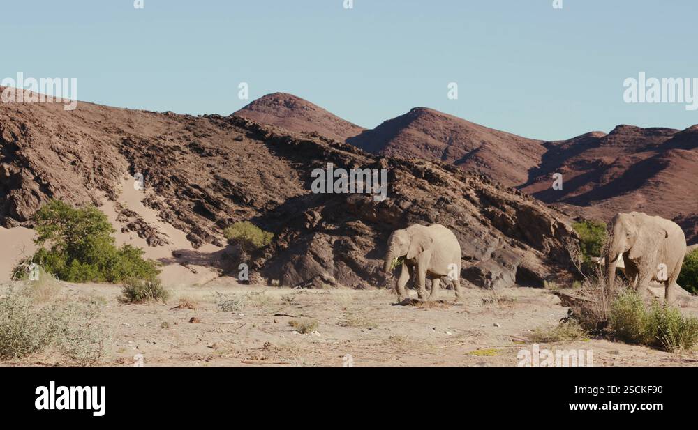 4K view of three desert elephants walking in the Hoanib Valley, Namib ...