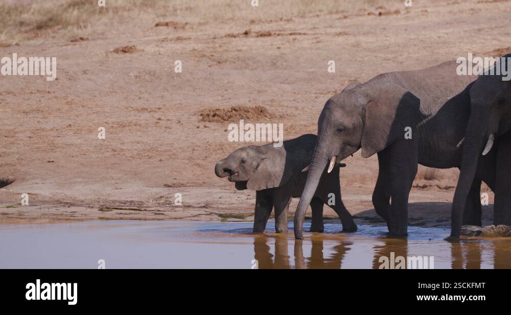 4K close-up view of a breeding herd of elephants approaching a ...