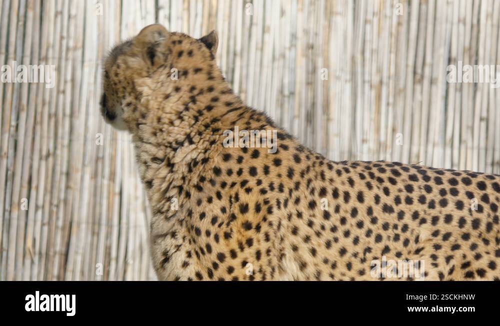 Beautiful cheetah in captivity looking at the camera in a bamboo ...