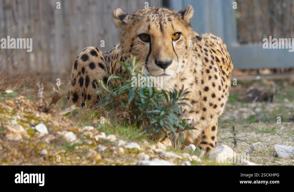 Cheetah Acinonyx jubatus Schreber lying on the ground in Lunaret zoo ...