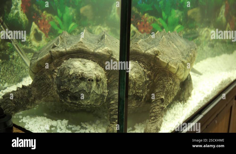 Alligator snapping turtle swims in the aquarium Stock Video Footage - Alamy
