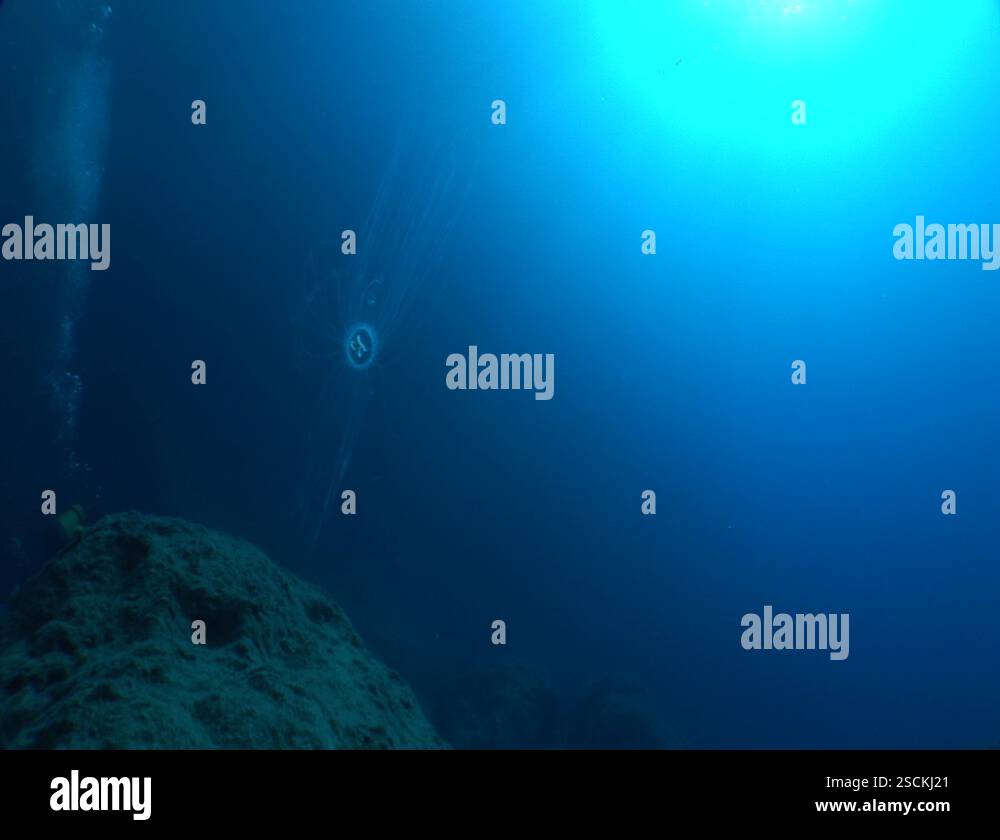 Turritopsis nutricula dohrnii Oceania O. armata immortal underwater ...