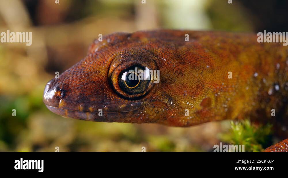 Collared Gecko (Gonatodes concinnatus) brightly coloured male Stock ...