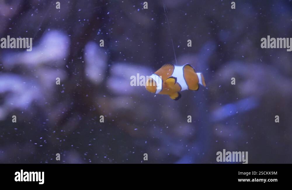 Liquid underwater tropical nemo Stock Videos & Footage - HD and 4K ...