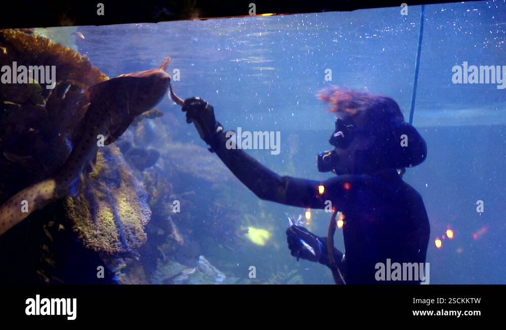 diver is in a big aquarium between tropical fish and sharks and feeds ...